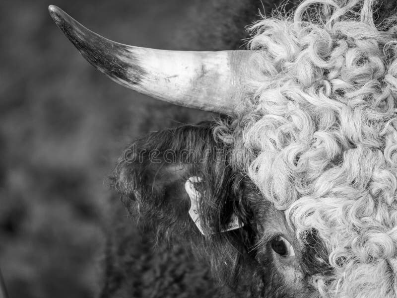 Grascale Shot of a Bull S Head with Sharp Horn Stock Image - Image of ...