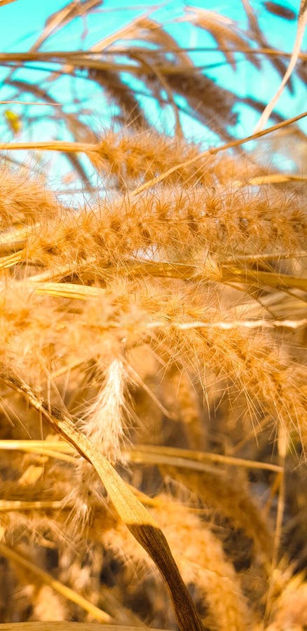 Grash pic stock image. Image of yellow, grash, forest - 266001567