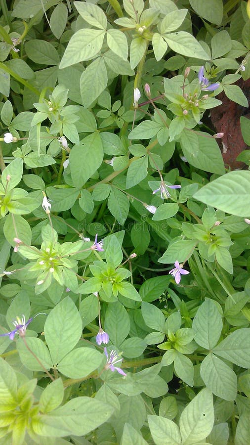 Grash stock photo. Image of type, rear, grash, work - 109371138