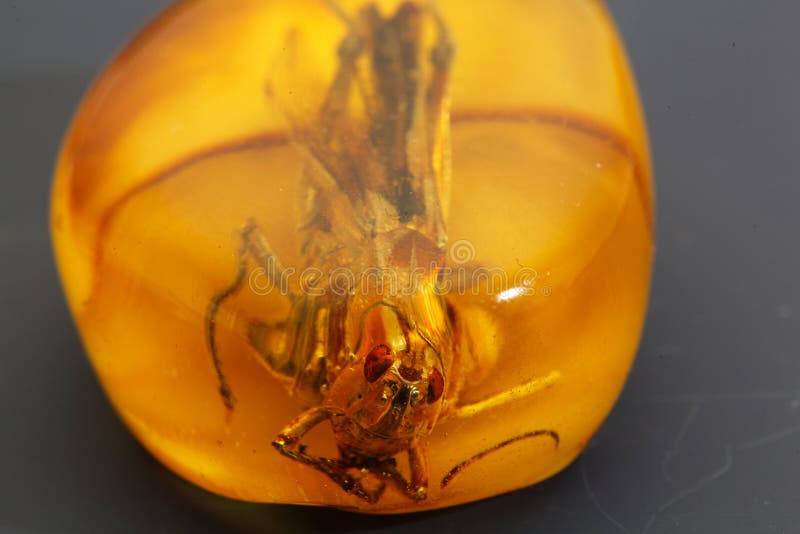 Grashopper in Baltic Amber stock photo. Image of fossil - 72514744