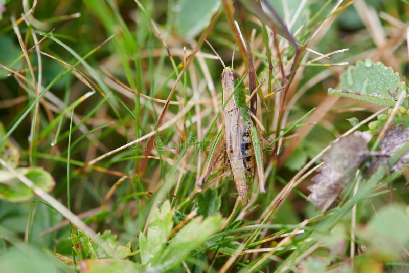Grashopper in the deep stock image. Image of beautiful - 193796491