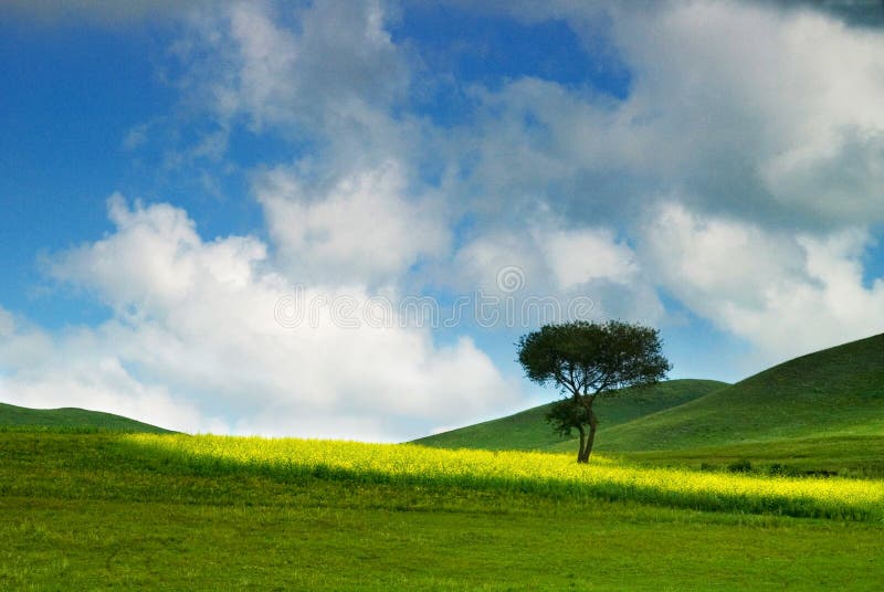 Grasland stockfoto. Bild von himmel, blau, baum, flach - 5749382