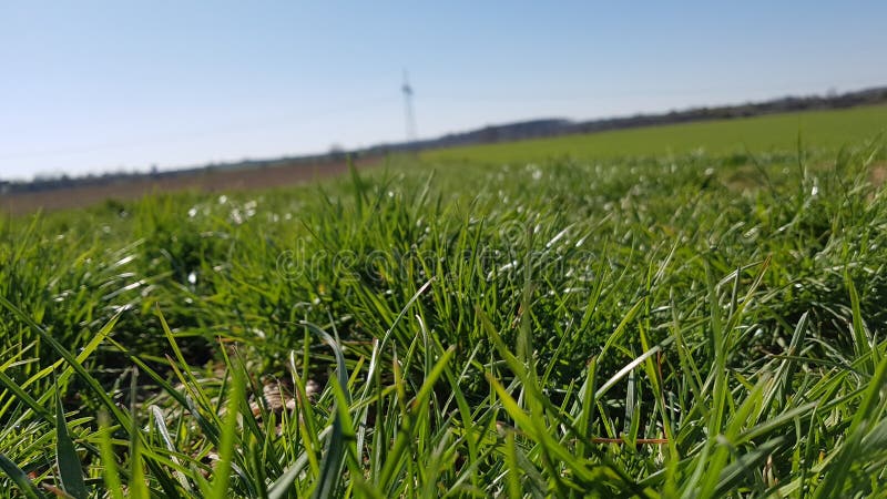 Grasland in the field stock photo. Image of grasland - 176665578