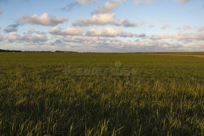 Grasland, grassland stock photo. Image of landscape - 129036170