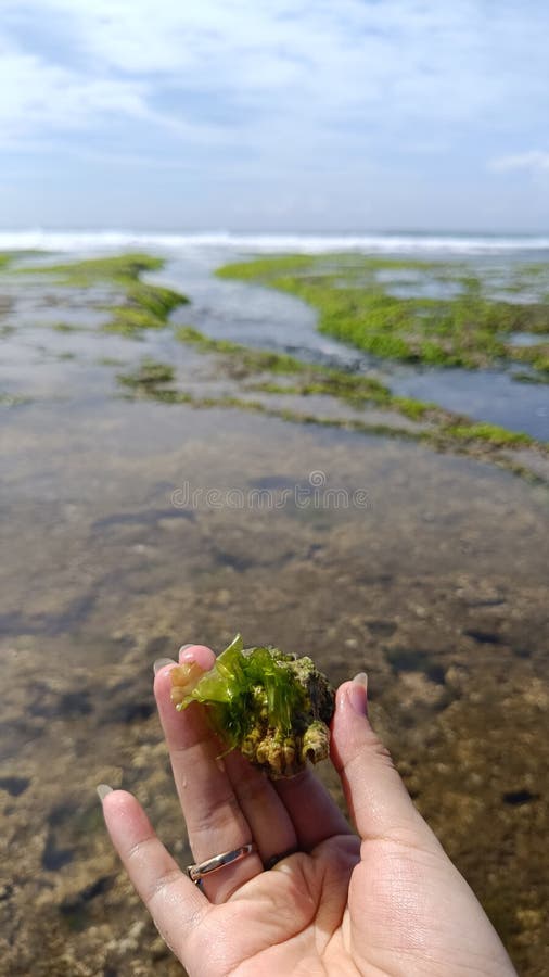 Grasping Coral Reefs in the Open Sea?? Stock Photo - Image of water ...