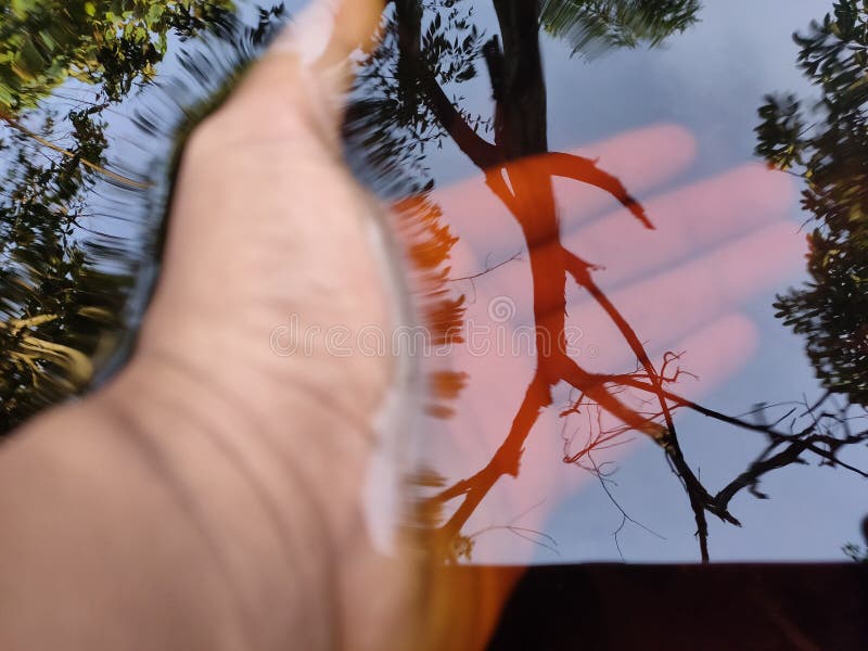 Grasping a Tree Inside the Water Stock Photo - Image of hand, detail ...