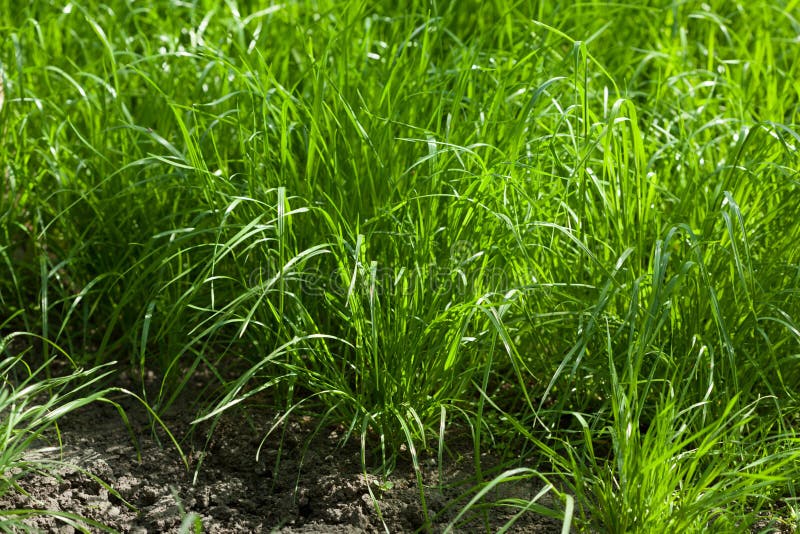 Graspollen bij bebouwing stock afbeelding. Image of kruiden - 36871203