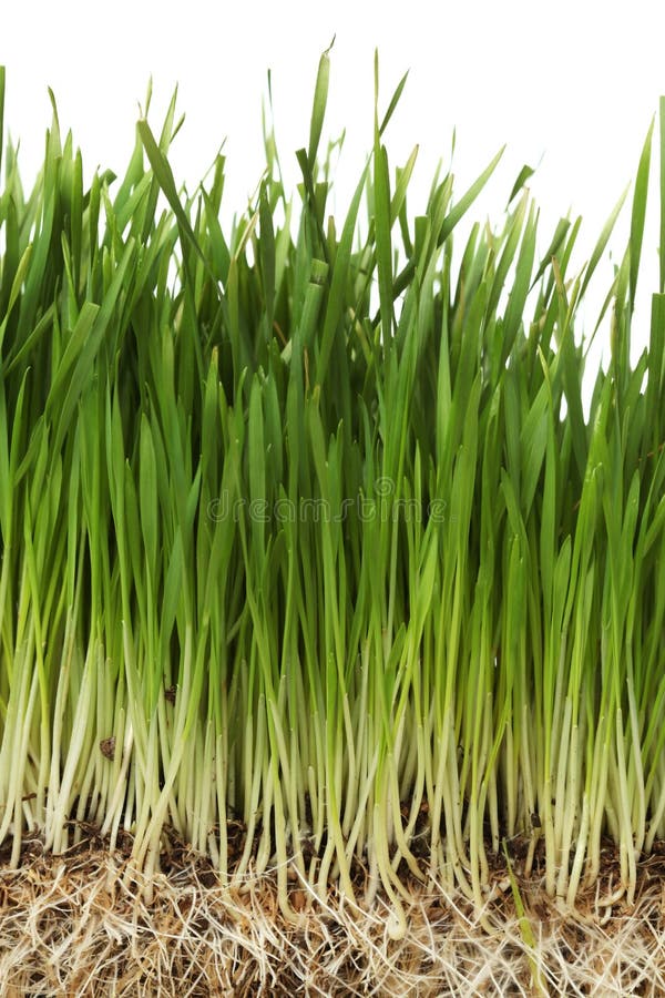 Grass close up stock photo. Image of nature, background - 746786