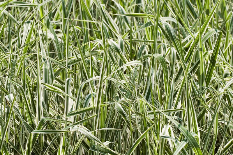 Grass stock image. Image of lawn, morning, environment - 12608915