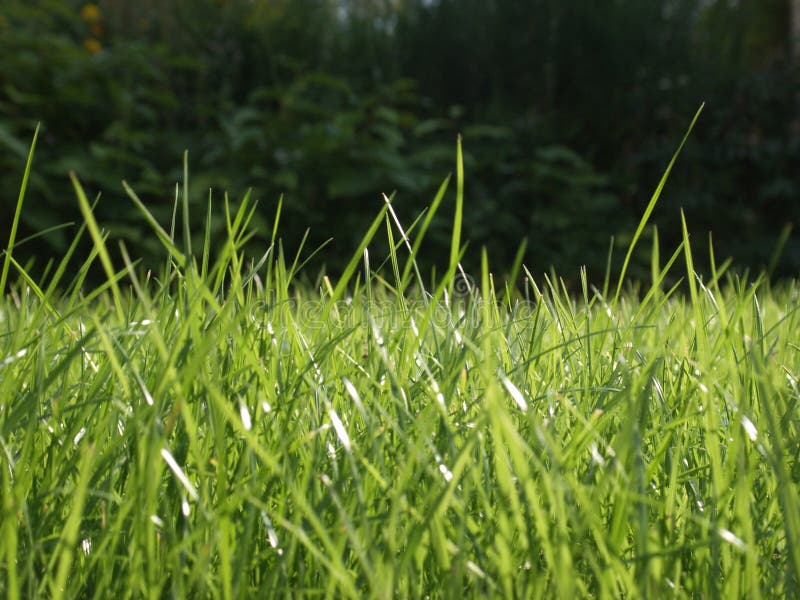 Grass stock image. Image of field, peaceful, flora, ecology - 13533765