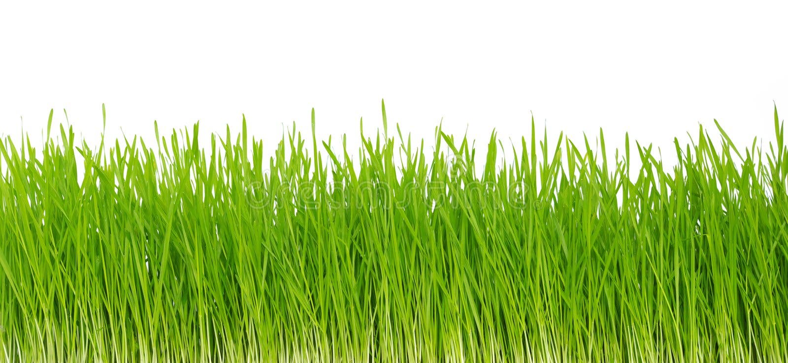Grass isolated stock photo. Image of season, outdoor - 38820120