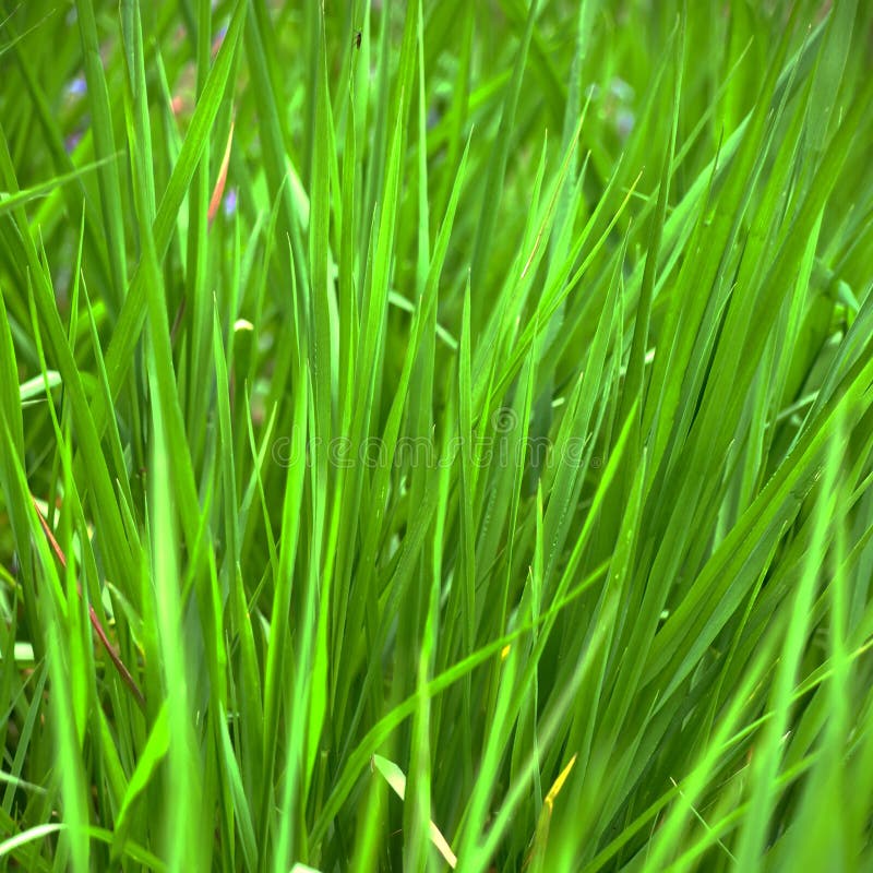 Night scene of Lihu Bridge stock photo. Image of color - 18557202