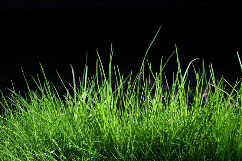 Grass stock photo. Image of grass, meadow, verge, galaxy - 13927708