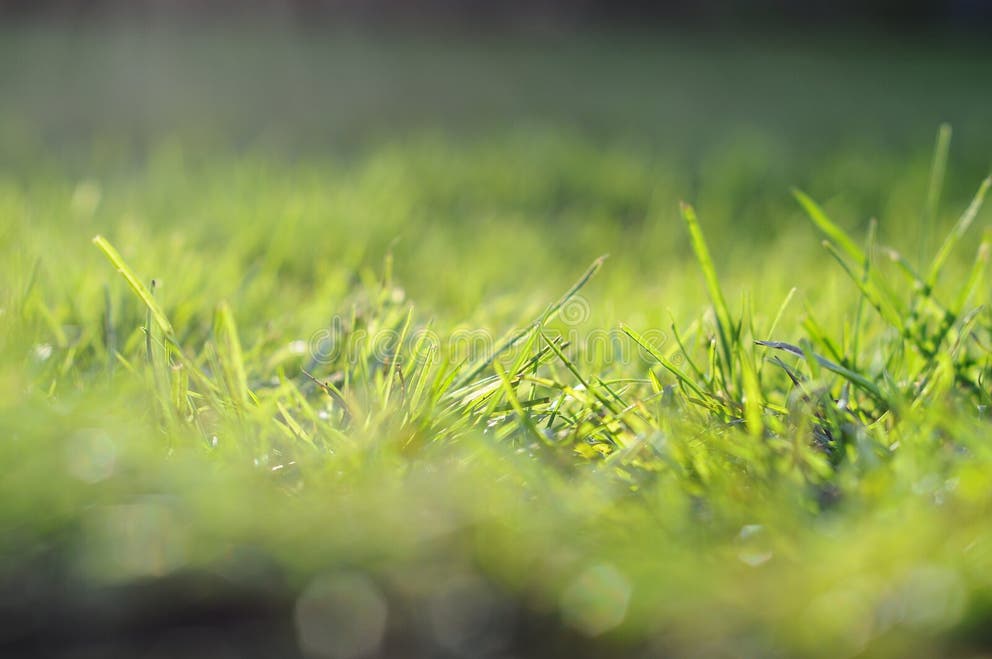 Grass stock photo. Image of nature, organic, grass, bread - 13967810