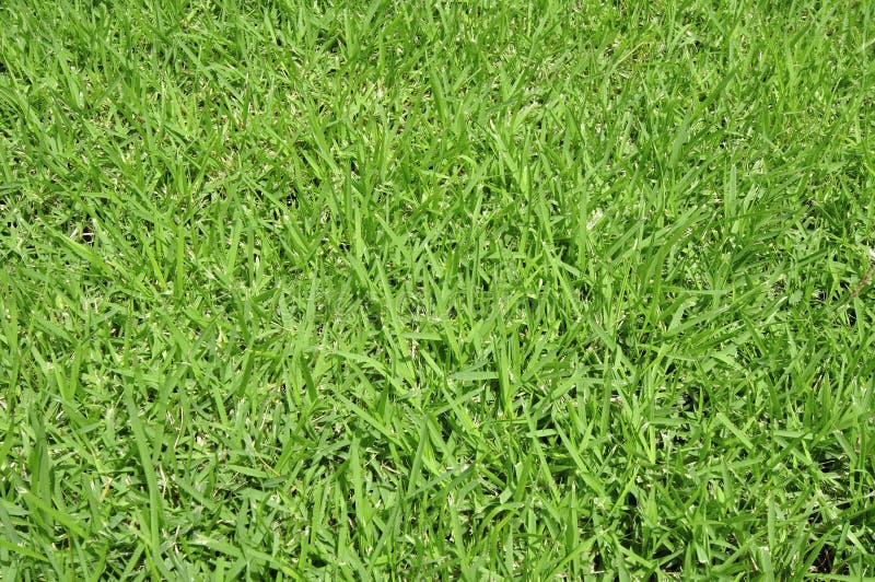 Grass stock image. Image of garden, background, agriculture - 15103225