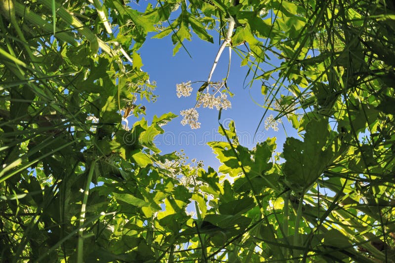 Grass stock image. Image of yield, summer, grassland - 15879203