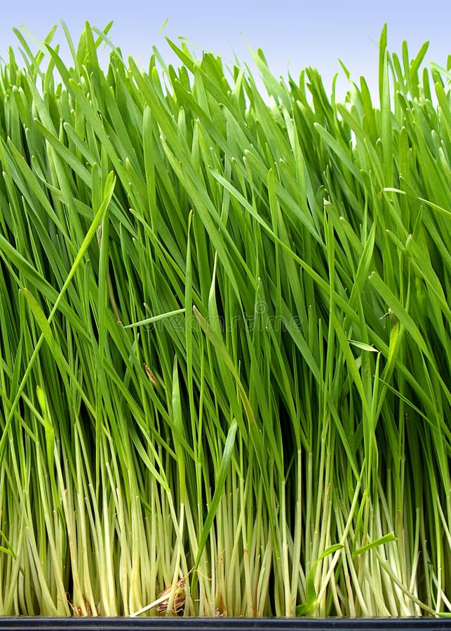 Long Grass stock image. Image of blades, stalks, tall, wheat - 920759