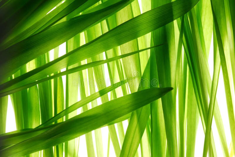 Grass stock photo. Image of cyan, health, background, spring - 2038794