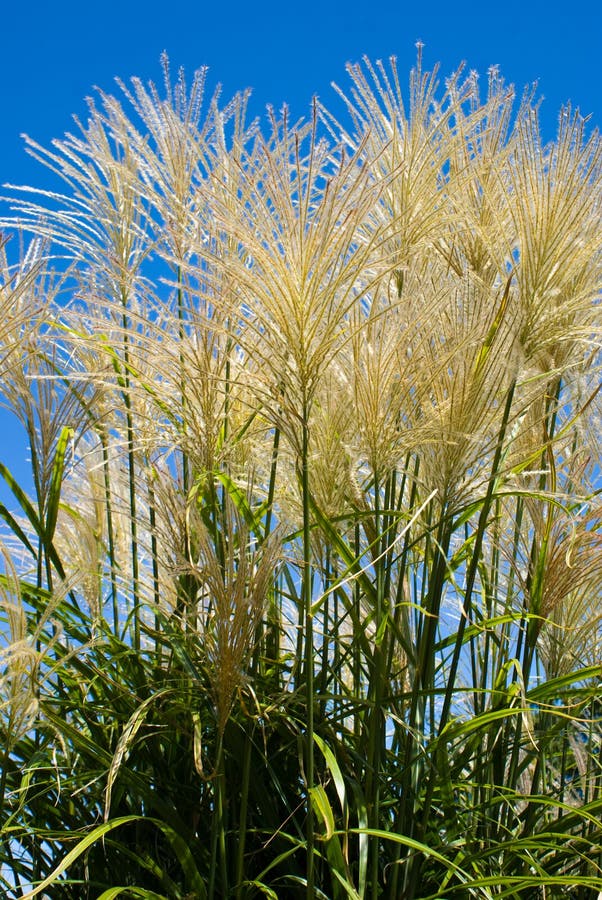 Grass stock image. Image of summer, wheat, grain, seeds - 25924521