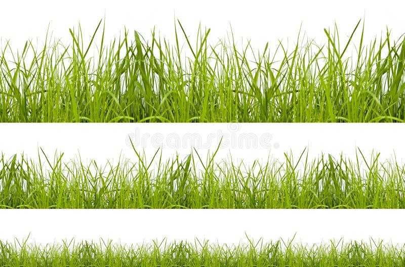 Collage of Fresh Green Grass with Flowers on White Background. Spring ...