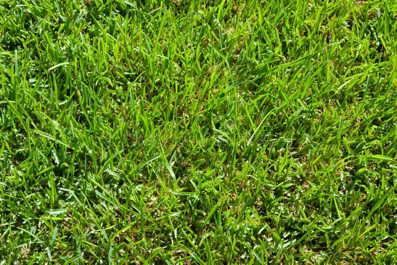 Grass stock image. Image of garden, mowing, easter, field - 3278815