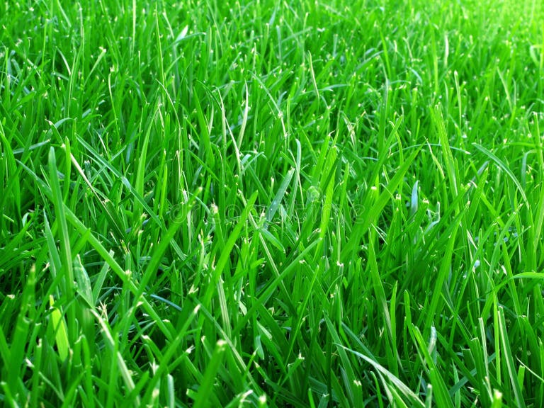 5,570 Messy Grass Stock Photos - Free & Royalty-Free Stock Photos from ...
