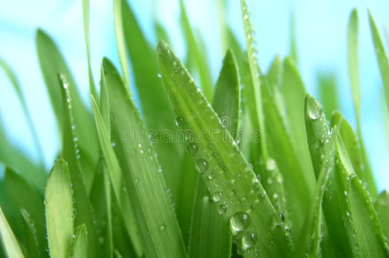 Grass stock photo. Image of cyan, gradient, flora, nature - 3523154
