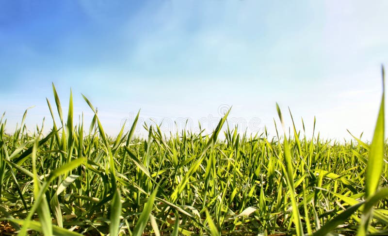 Child stock photo. Image of grass, sunset, young, health - 5054942