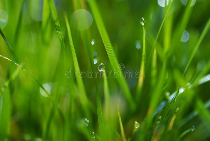 Grass stock photo. Image of morning, weed, young, lush - 5189764
