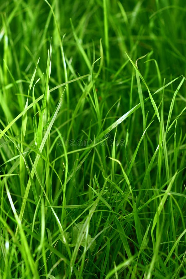 Grass stock photo. Image of meadow, saturated, short, close - 4941632