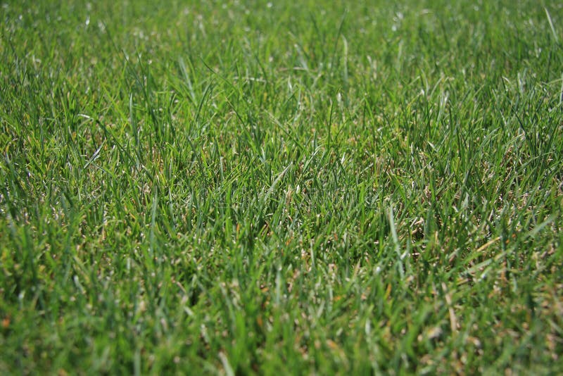 Juicy grass stock image. Image of water, grow, yard, raindrop - 756669