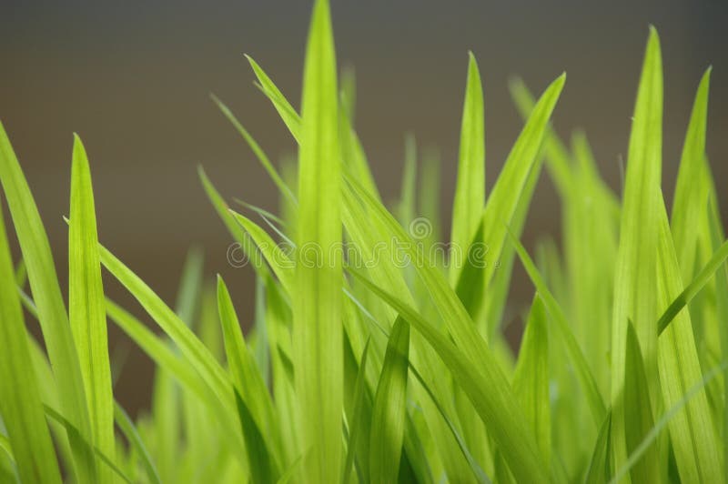 Grass stock image. Image of field, green, laid, lawn, grow - 70589