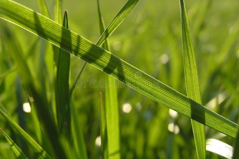 Acadia National Park, Maine Stock Photo - Image of tropical, acadia: 296732