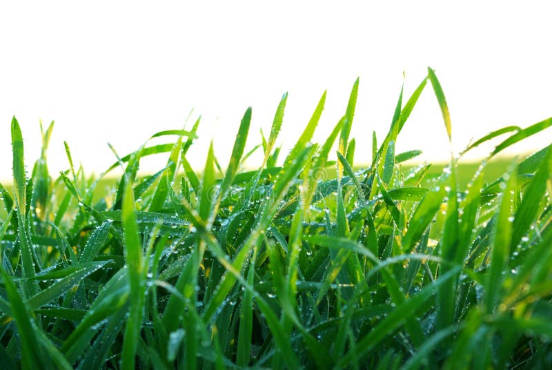 Grass stock photo. Image of healthy, vertical, outside - 7781194