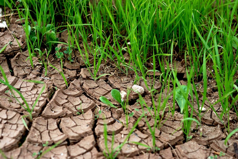 2,696 Dried Brown Farm Grass Stock Photos - Free & Royalty-Free Stock ...
