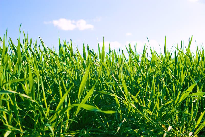 Ground-level view of grass stock photo. Image of perspective - 2293562