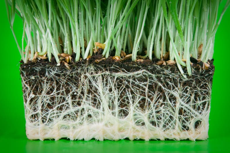 Grass stock photo. Image of grass, fresh, rooting, plant - 8972488