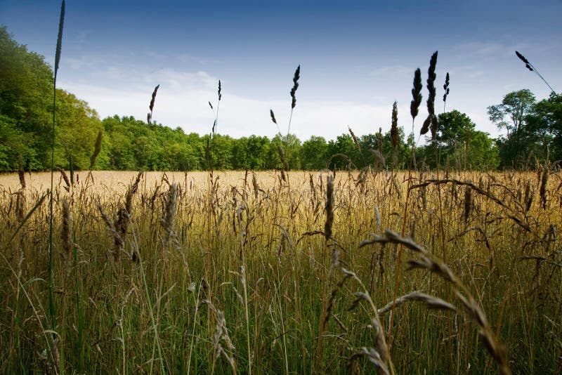 Yellow Withering Grass, Drought in the Fields, Trees, Stock Image ...
