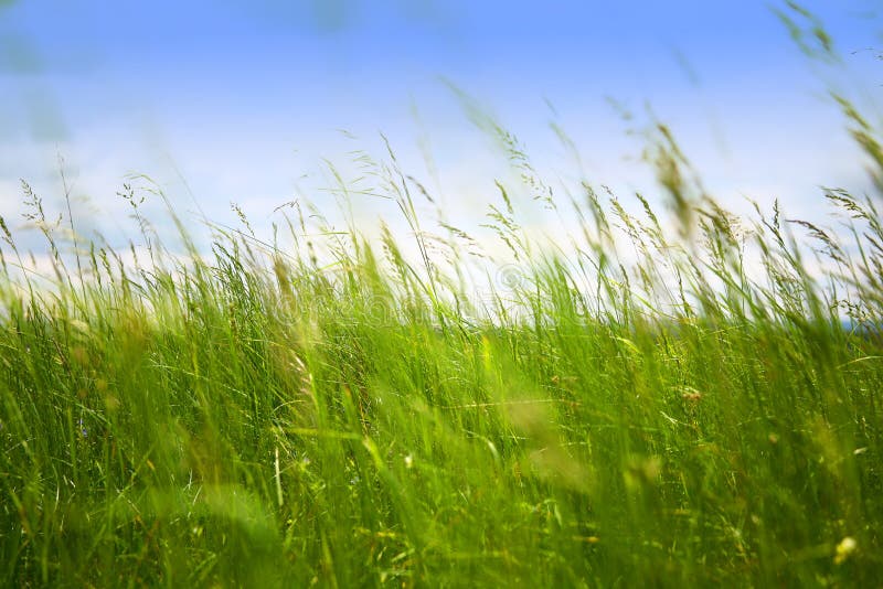 Junk Yard Car in Trees and Weeds Stock Photo - Image of forgotten, junk ...