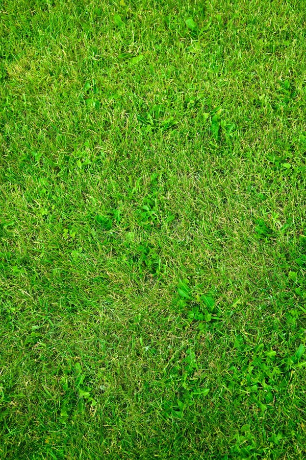 Lawn grass stock photo. Image of garden, field, environment - 13973908