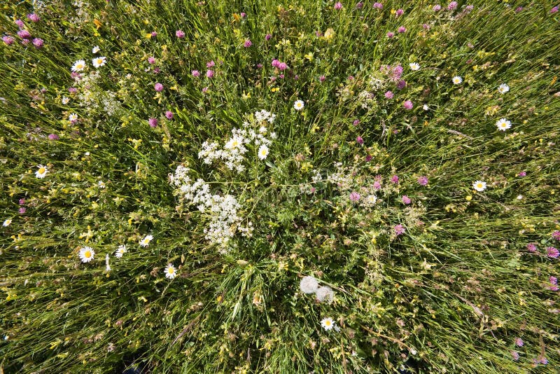 Grass from above stock photo. Image of position, meadow - 2655130