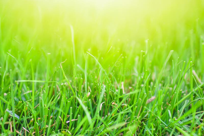 Grass Abstract Natural Backgrounds with Sunny Beauty Bokeh Stock Image ...