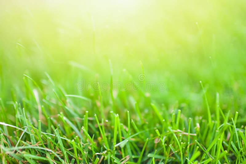 Grass Abstract Natural Backgrounds with Sunny Light Stock Image - Image ...
