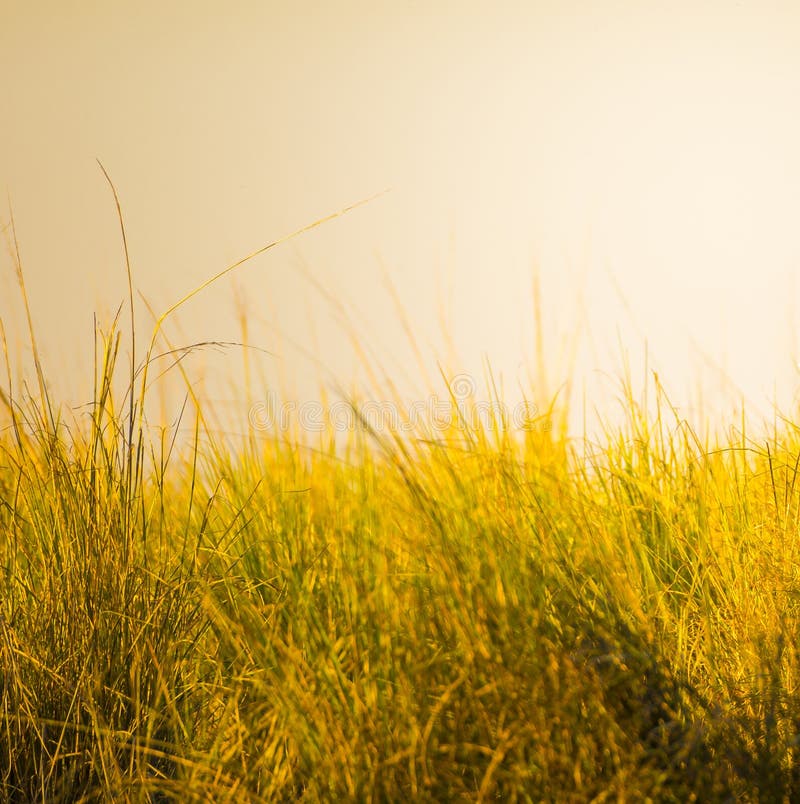 Grass on African Savanna stock image. Image of savannah - 75685245