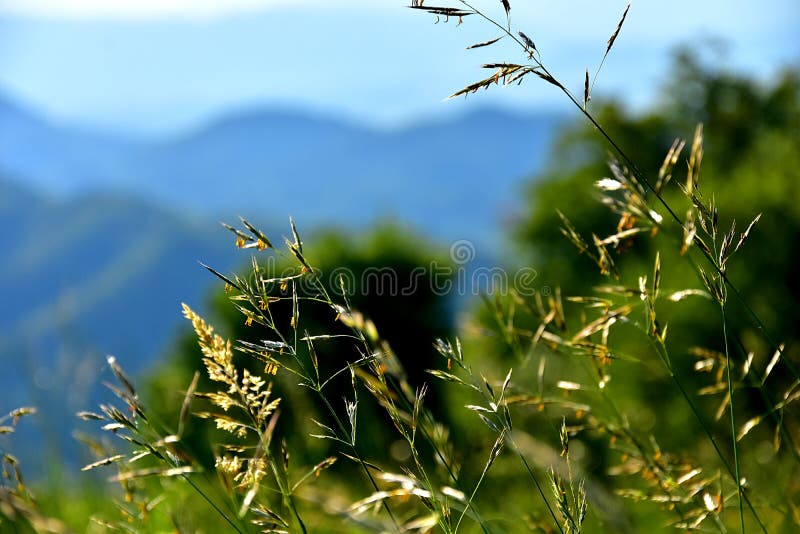 Grass in afternoon light stock photo. Image of plant - 94706016