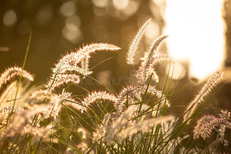 Grass against the sunlight stock image. Image of depth - 187038829