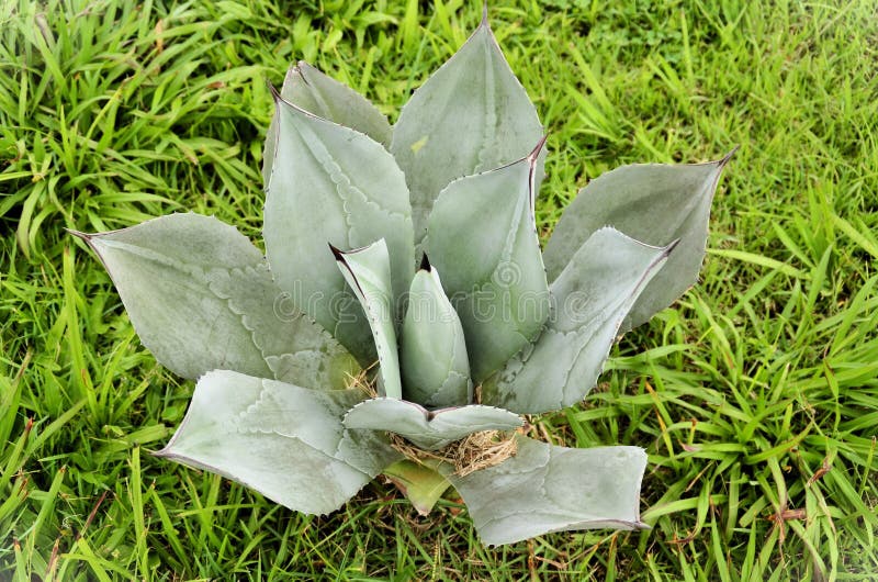 In the Grass an Agave Ovatifolia Growing Stock Photo - Image of subject ...