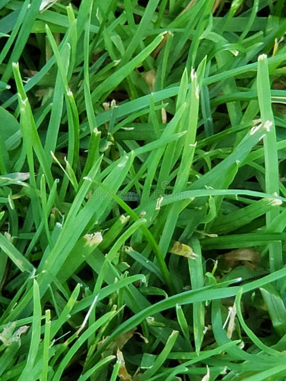 Grass alive and up close stock photo. Image of green - 152467022