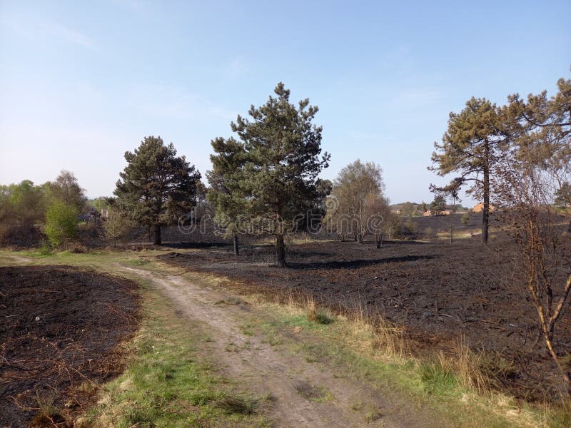 Grass Along a Dirt Patch Unburnt by Fire Canford Heath Stock Image ...