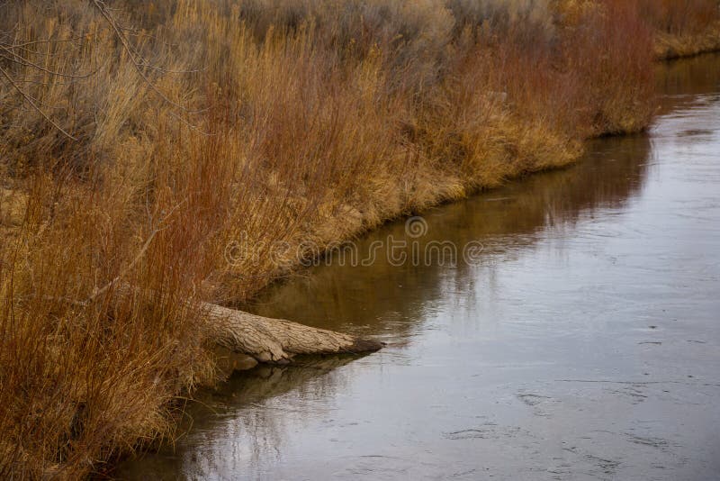 Grass Along Riverbank Winter Scene Stock Photo - Image of country ...